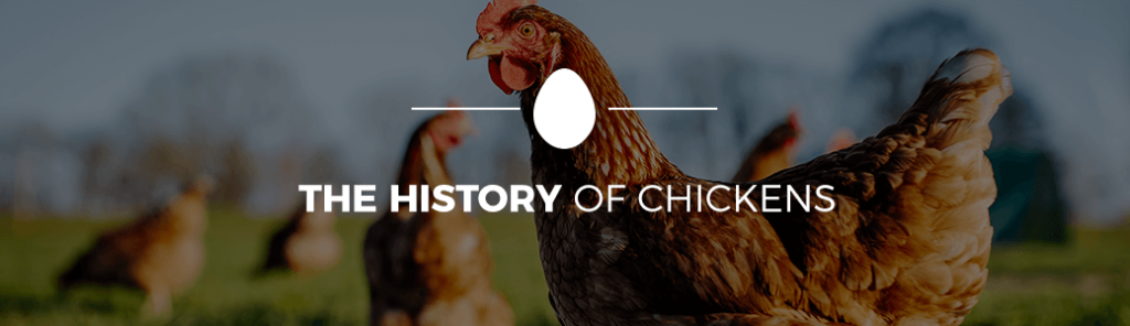 Fascinating History of Chickens | Sauder's Eggs
