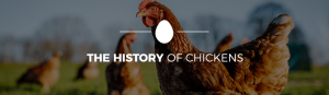 Fascinating History of Chickens | Sauder's Eggs