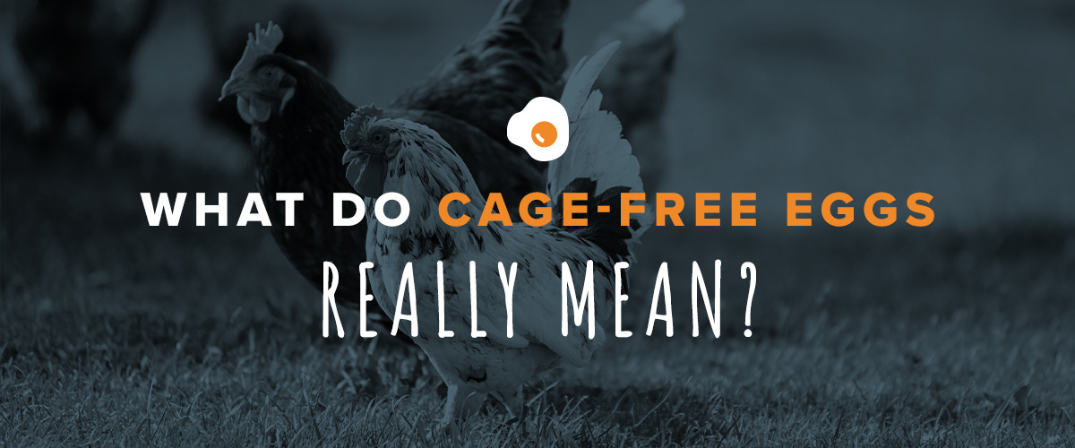 What "Cage-Free Eggs" Really Means | Sauder's Eggs