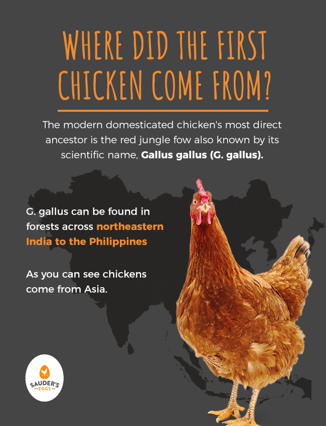 Fascinating History of Chickens | Sauder's Eggs