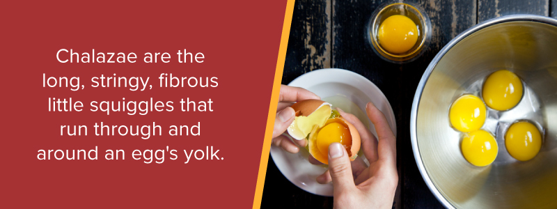 Inside an Egg: Parts & Purpose | Sauder's Eggs