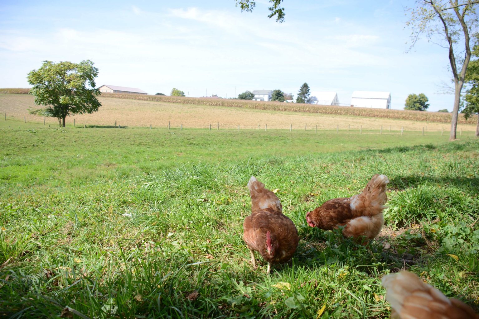 Common Traits of Chickens | Sauder's Eggs